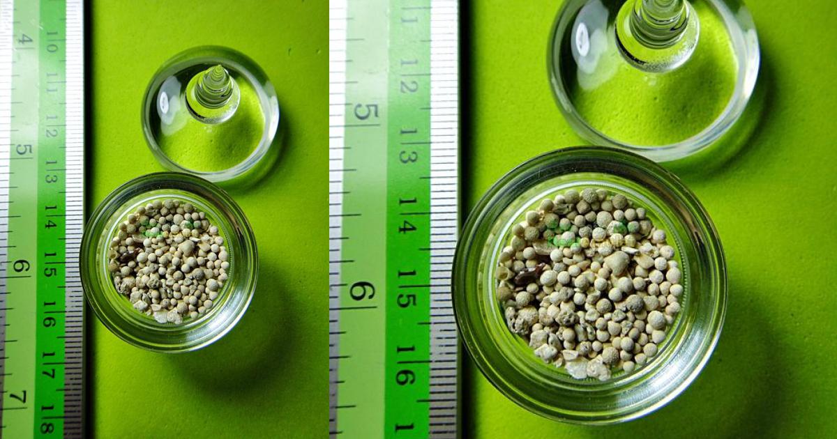 AMULET THAI BUDDHA SARIRA RELIC HOLY SACRED STUPA BRAIN BEAD BONE ASHES ...