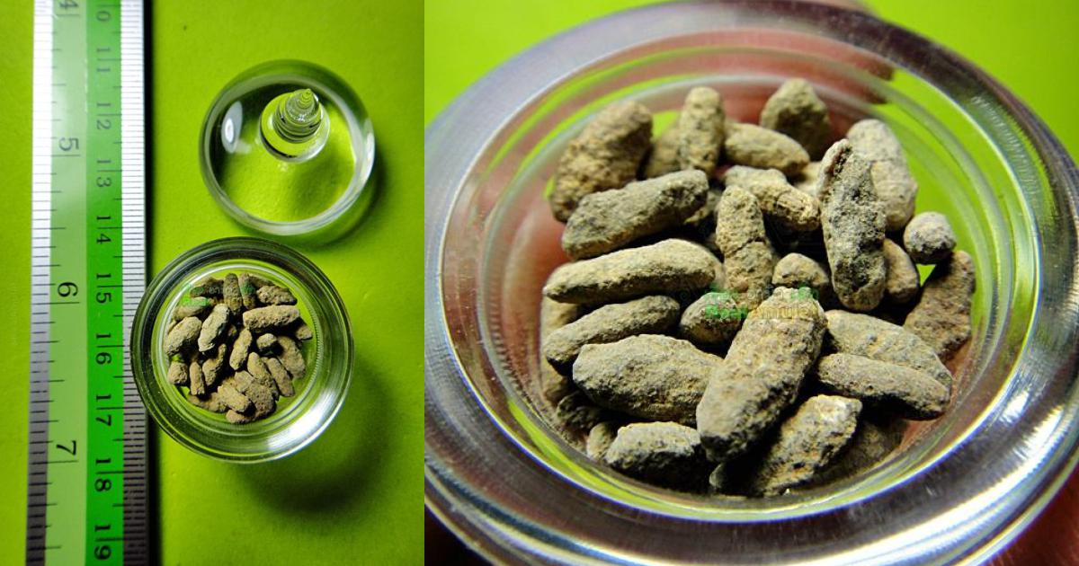 SACRED AMULET THAI BUDDHA SARIRA RELIC HOLY STONE RICE SHAPE STUPA ...