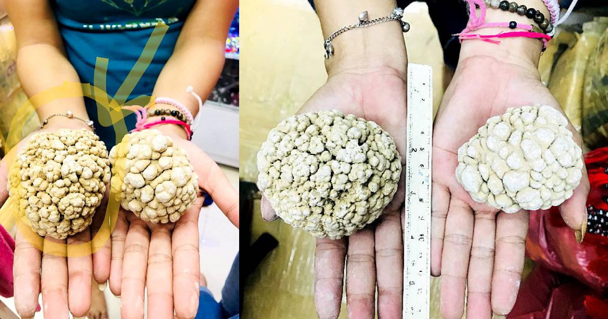 LARGE SIVALI BRAIN SHAPE RELIC SACRED SARIRA LAMA TIBETAN BUDDHISM MONK ...