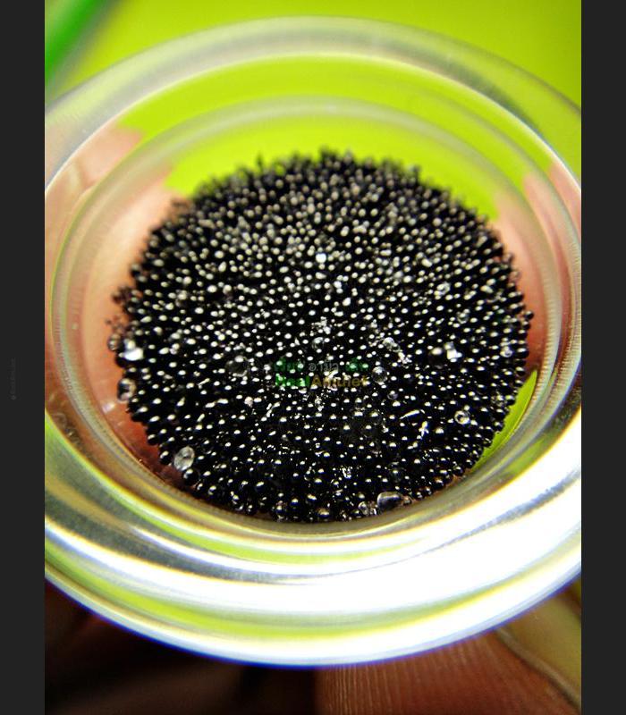 Buddha Sarira Relic Holy Sacred Bead in Stupa Casket Black Thai Amulet ...