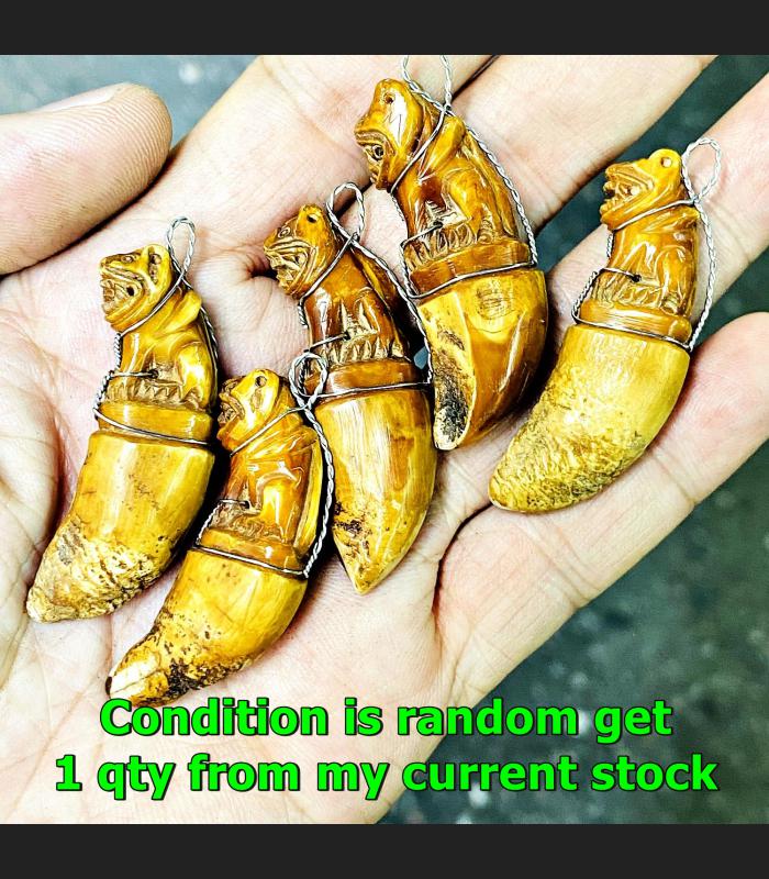Unique Old Fang Tooth Carve Tiger Powerful Protection Lp Pern Thai ...